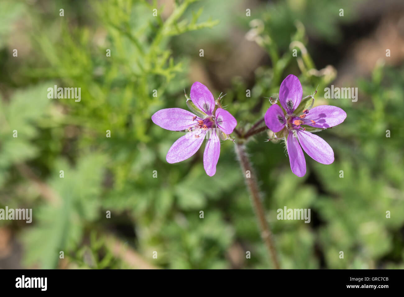 Erodium cicutarium hi-res stock photography and images - Alamy