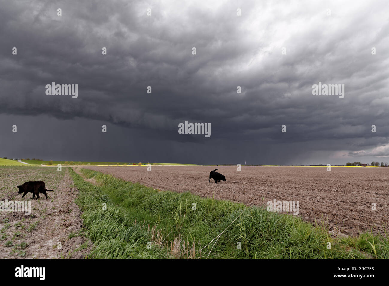 Rain dogs hi-res stock photography and images - Alamy