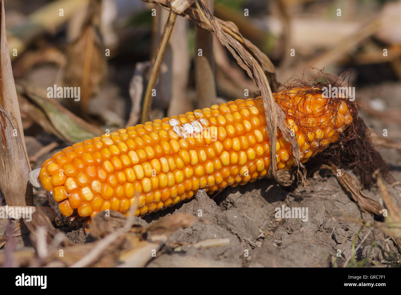 Corncob with hi-res stock photography and images - Alamy