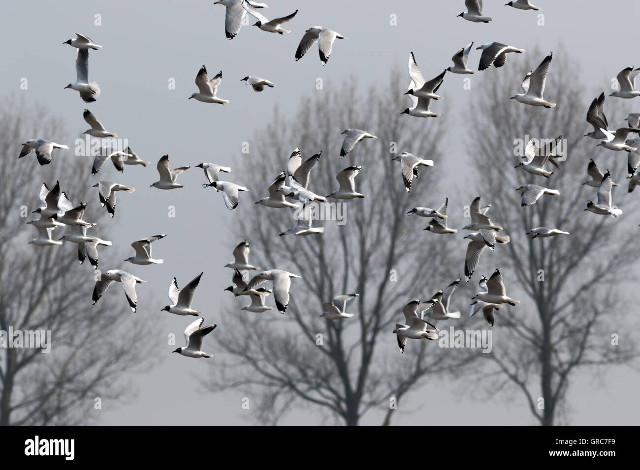 German seagull hi-res stock photography and images - Alamy