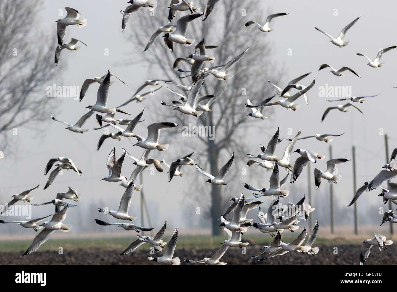 German seagull hi-res stock photography and images - Alamy