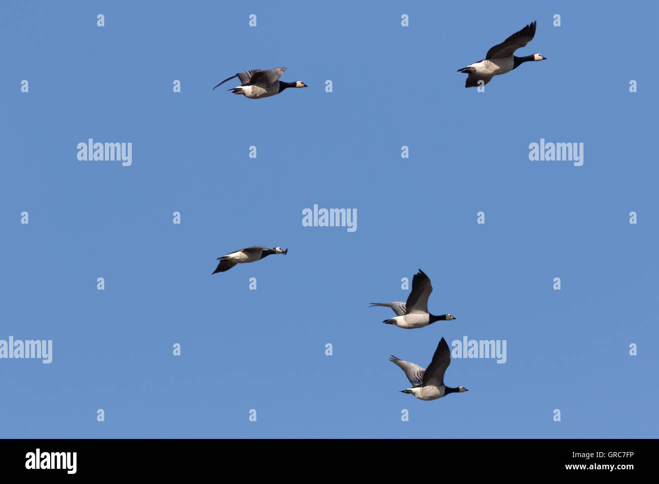 Grc7fp hi-res stock photography and images - Alamy