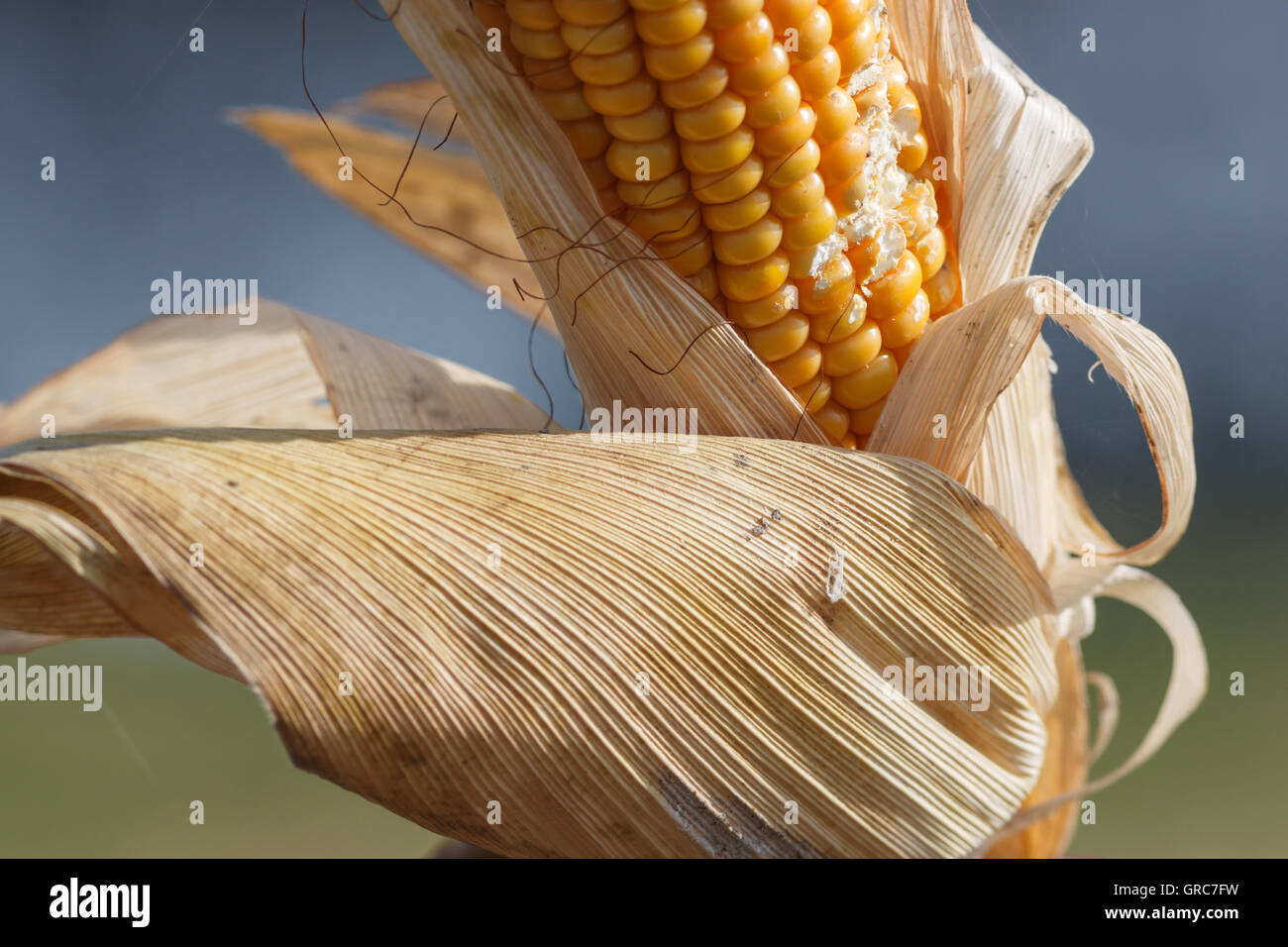 Corncob hi-res stock photography and images - Alamy