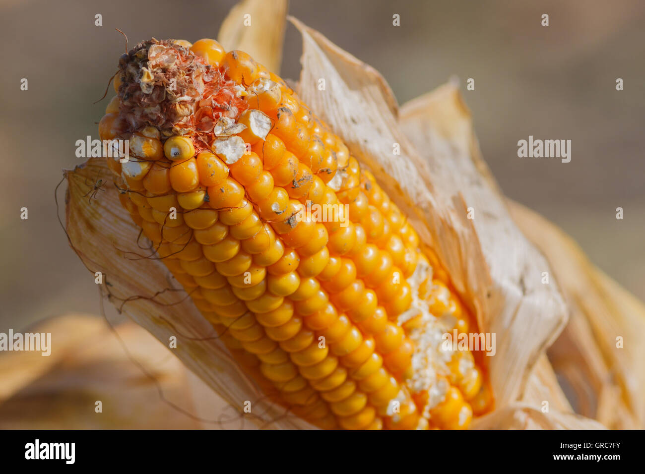 Corncob hi-res stock photography and images - Alamy