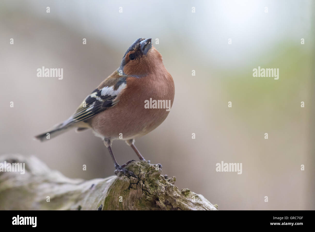 Chaffinch wing hi-res stock photography and images - Alamy