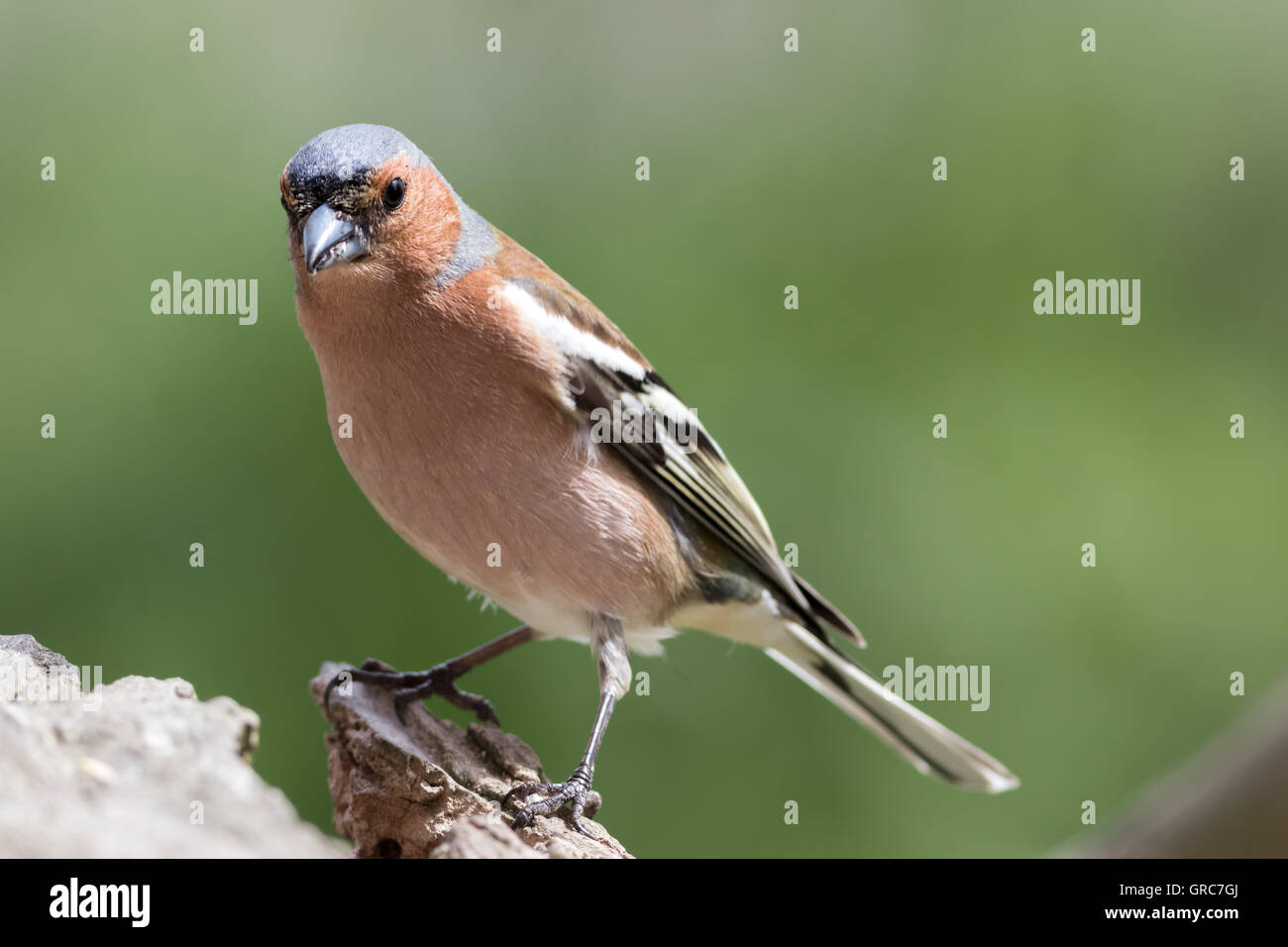 Chaffinch wing hi-res stock photography and images - Alamy