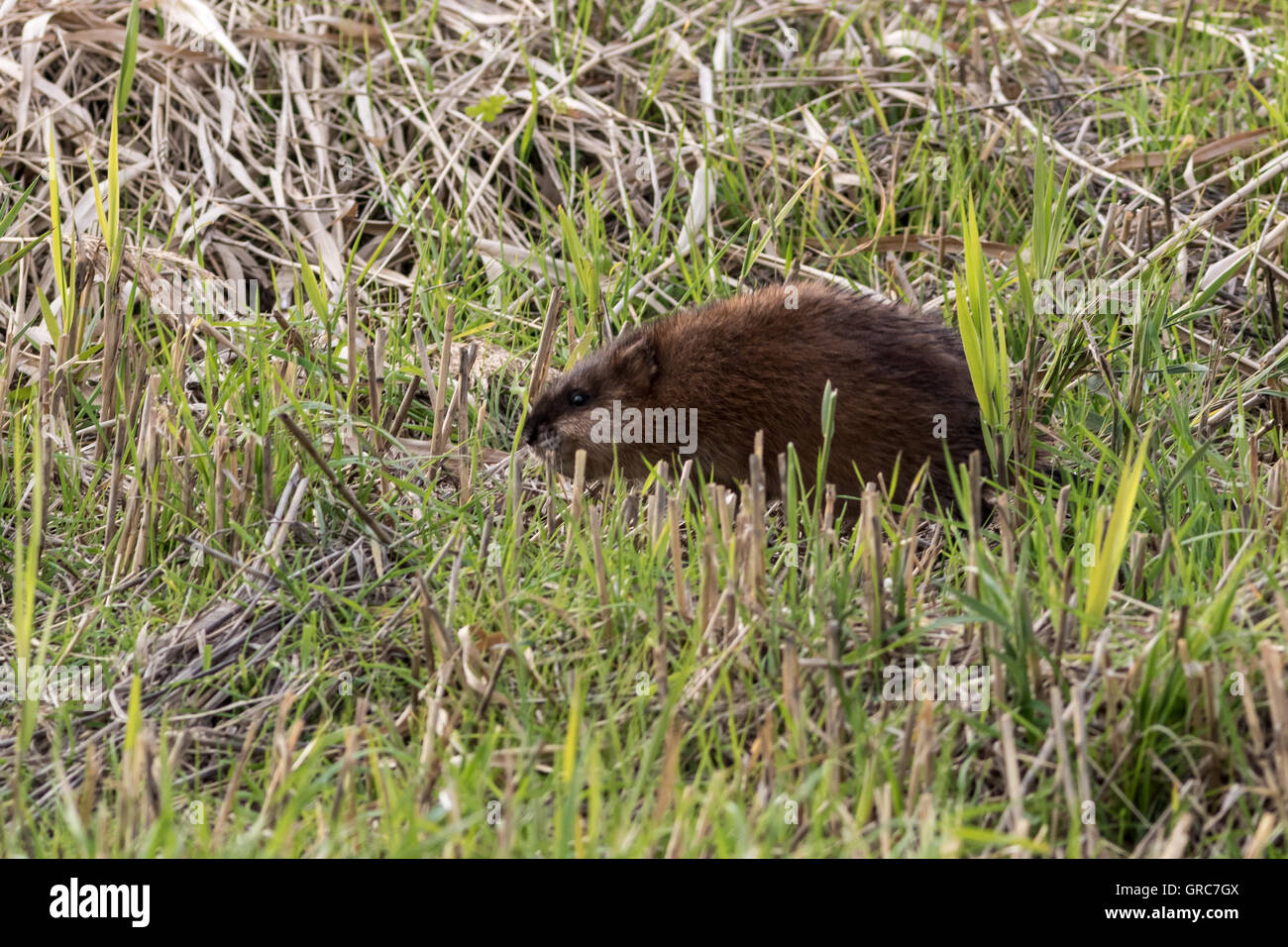 Dwarf rabbit and rat hi-res stock photography and images - Alamy