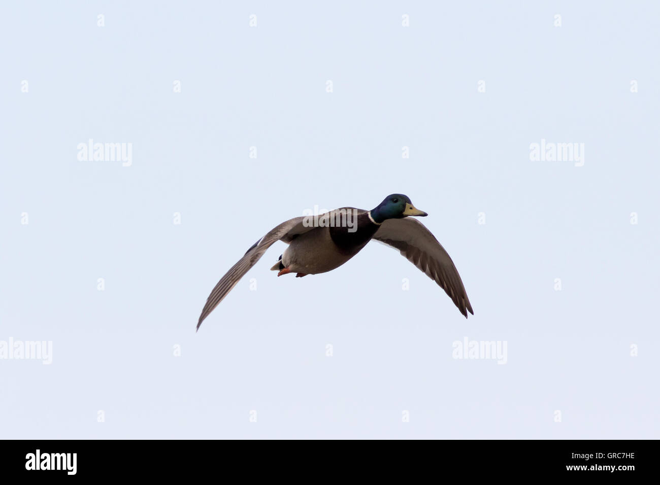 Flying mallard hi-res stock photography and images - Alamy
