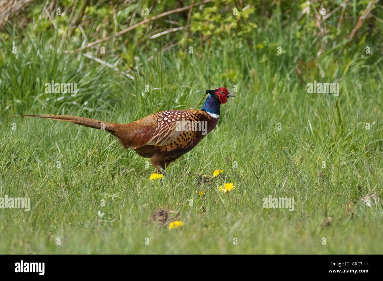 Lower pheasant hi-res stock photography and images - Alamy