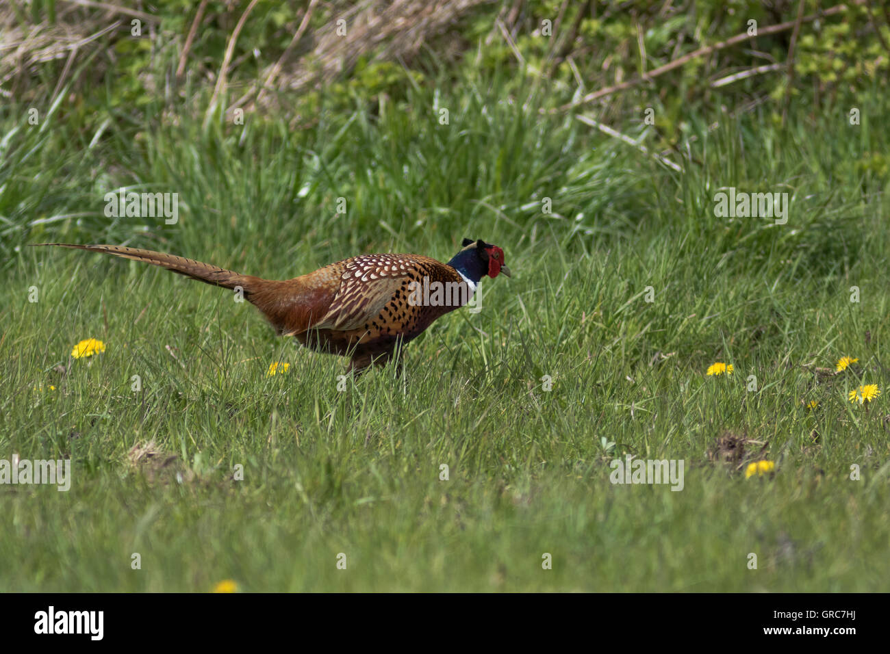 Lower pheasant hi-res stock photography and images - Alamy
