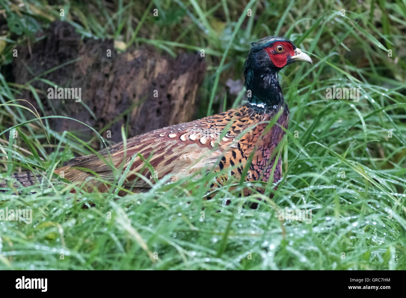 Male Pheasant In The Rain Stock Photo - Alamy