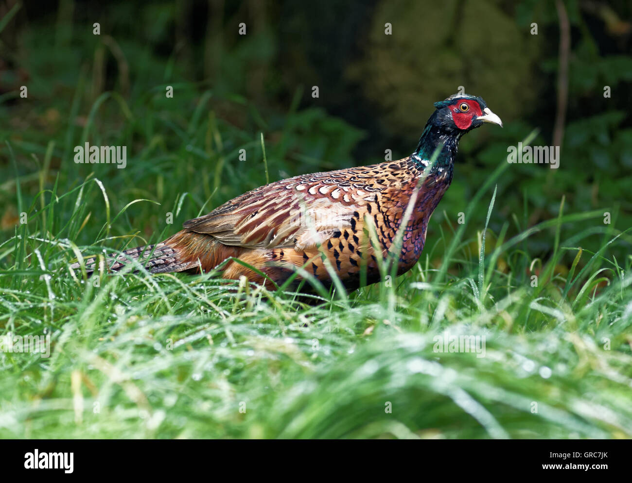 Male Pheasant In The Rain Stock Photo - Alamy