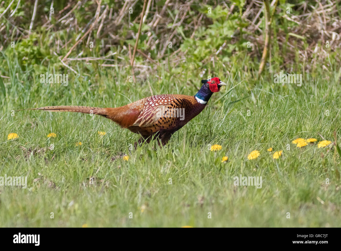 Lower pheasant hi-res stock photography and images - Alamy