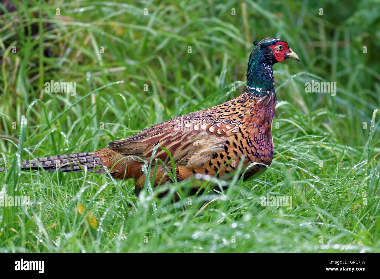 Male Pheasant In The Rain Stock Photo - Alamy