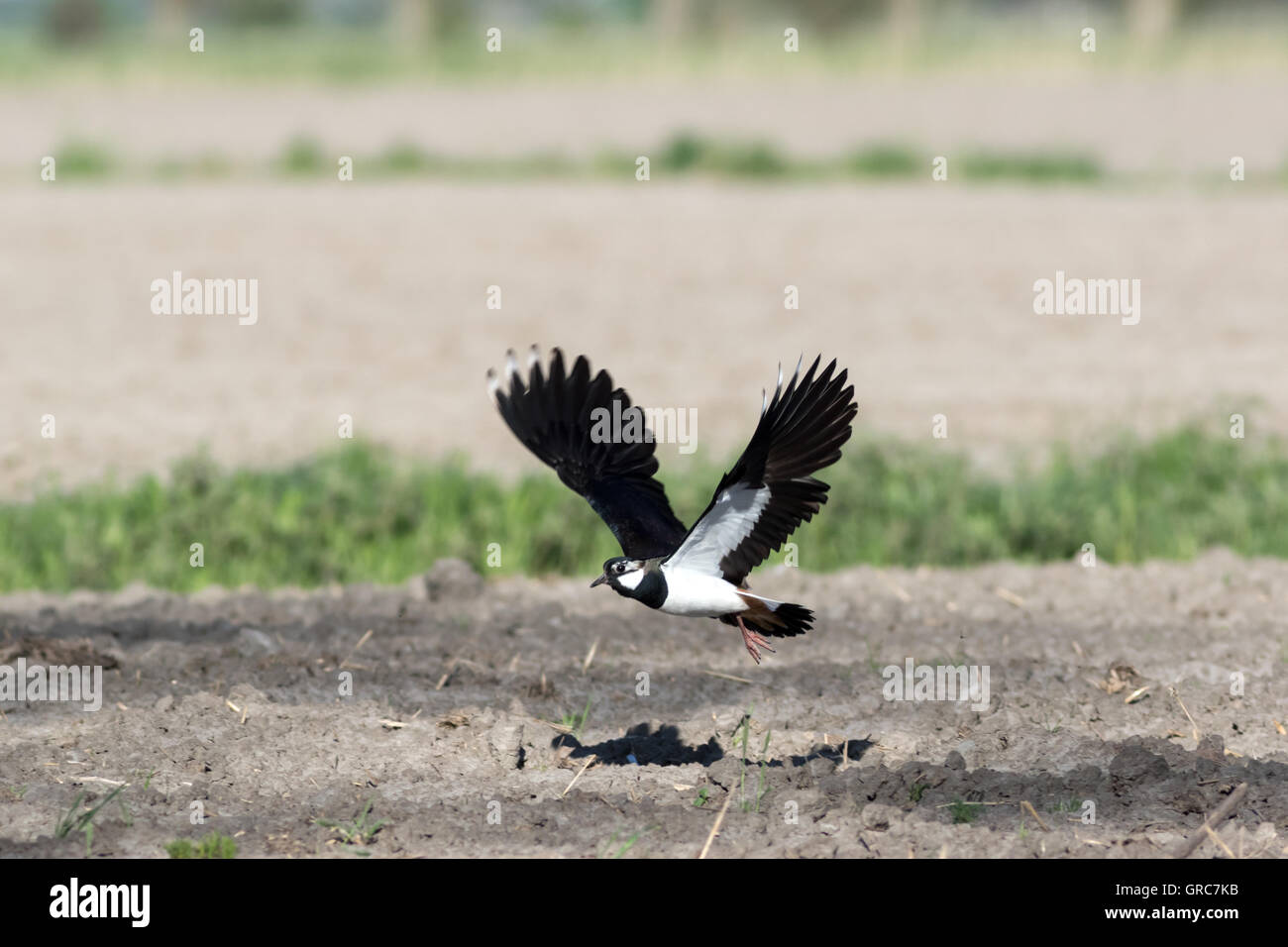 Lapwing In Flight Stock Photo - Alamy