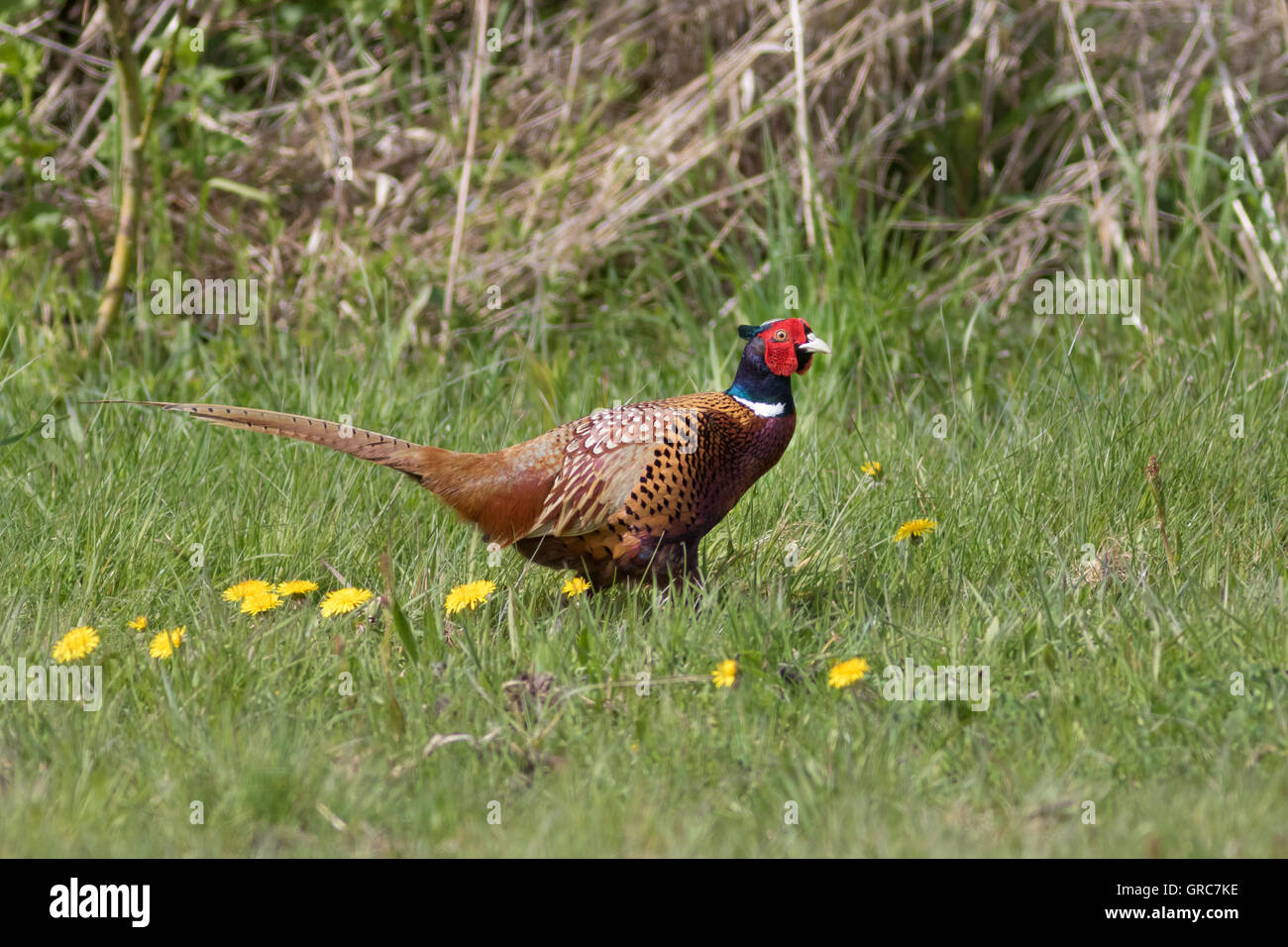 Male pheasant hi-res stock photography and images - Alamy