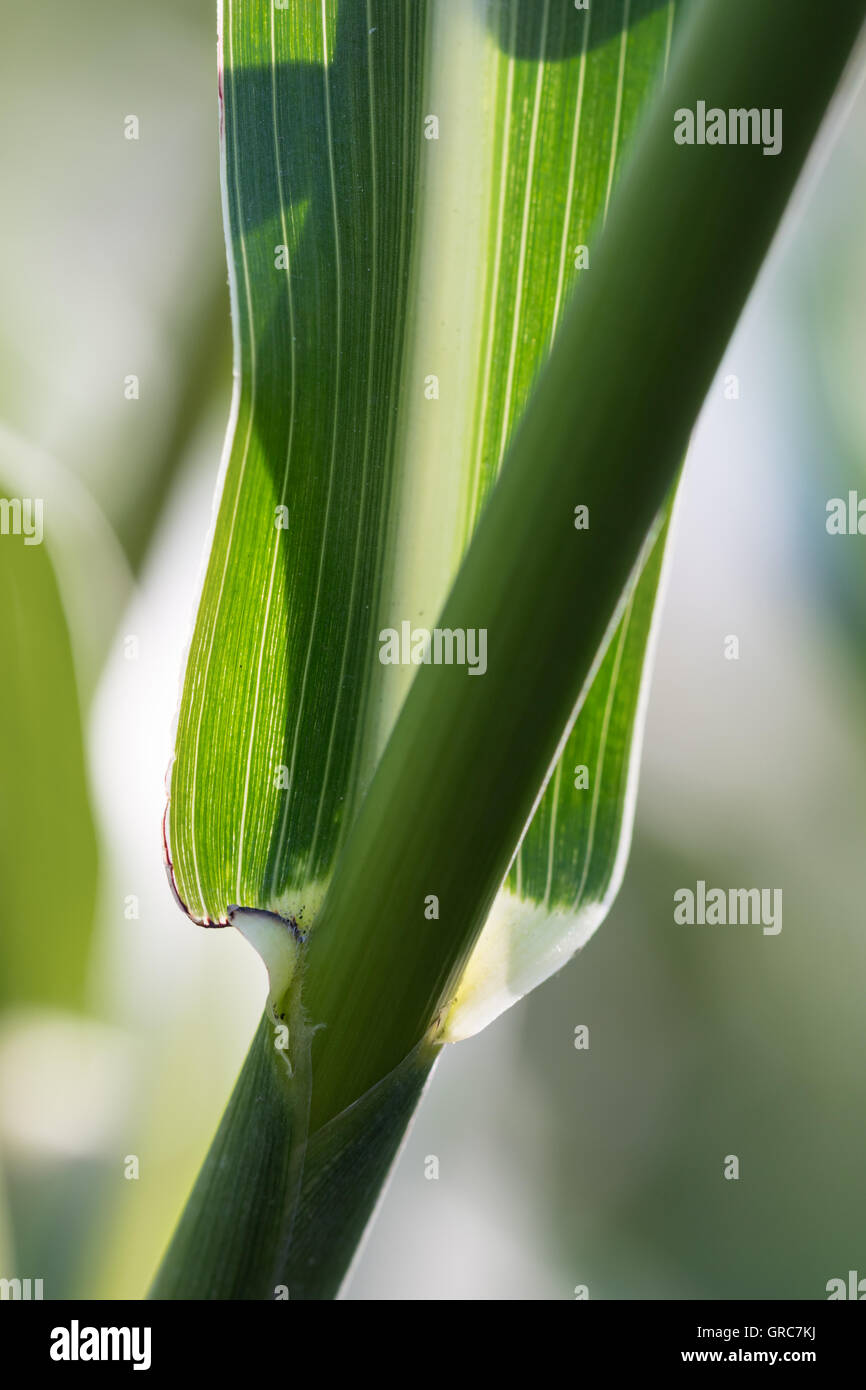 Blade Of Grass Stock Photo - Alamy