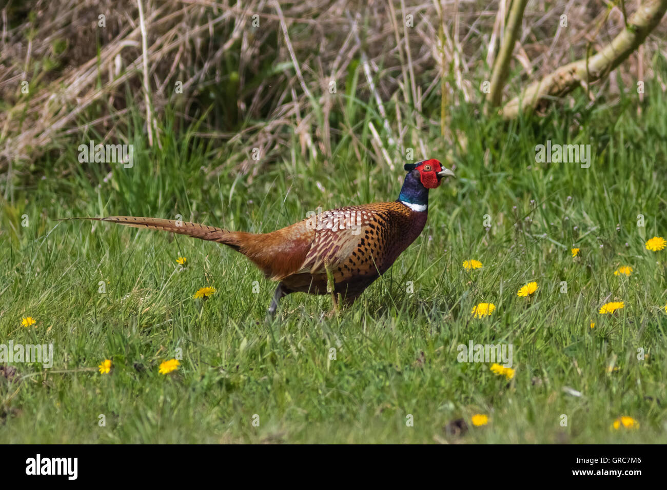 Male pheasant hi-res stock photography and images - Alamy