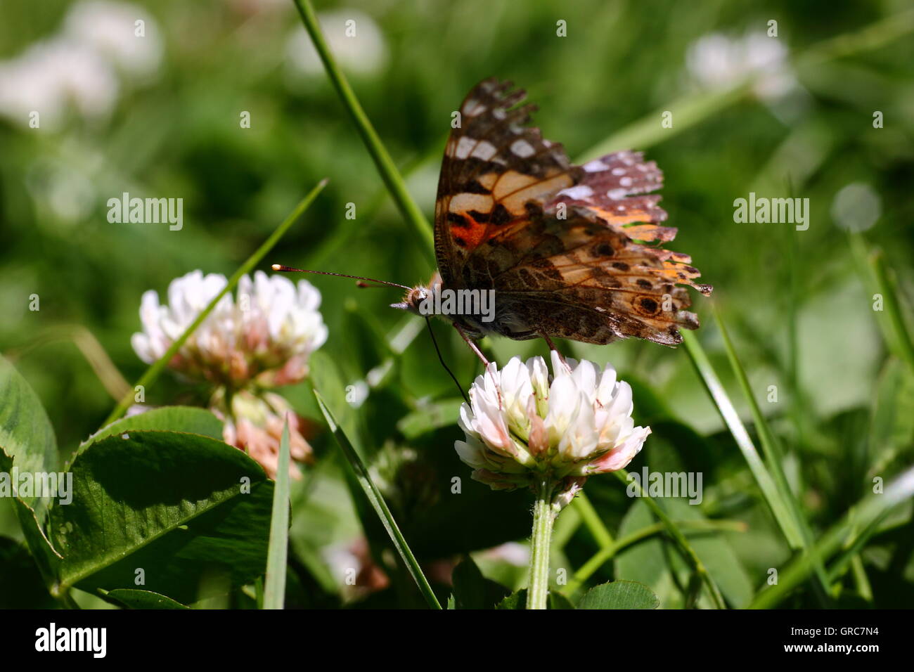Lady clover hi-res stock photography and images - Alamy