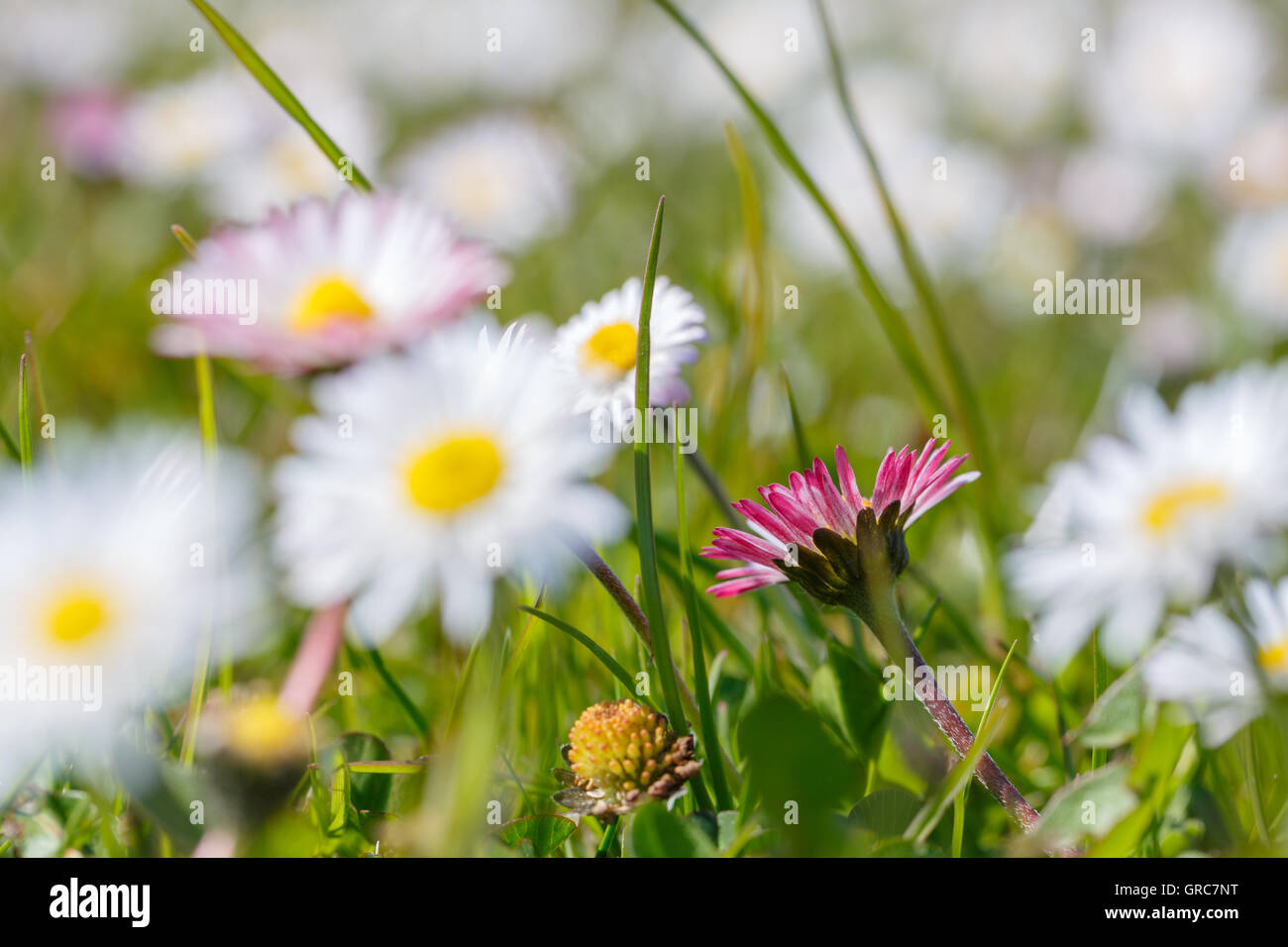 Daisy meadow hi-res stock photography and images - Alamy