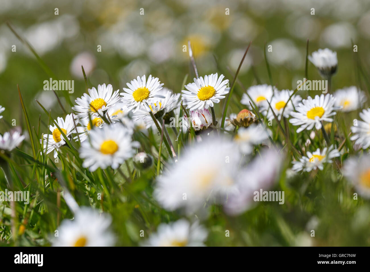 Daisy meadow hi-res stock photography and images - Alamy