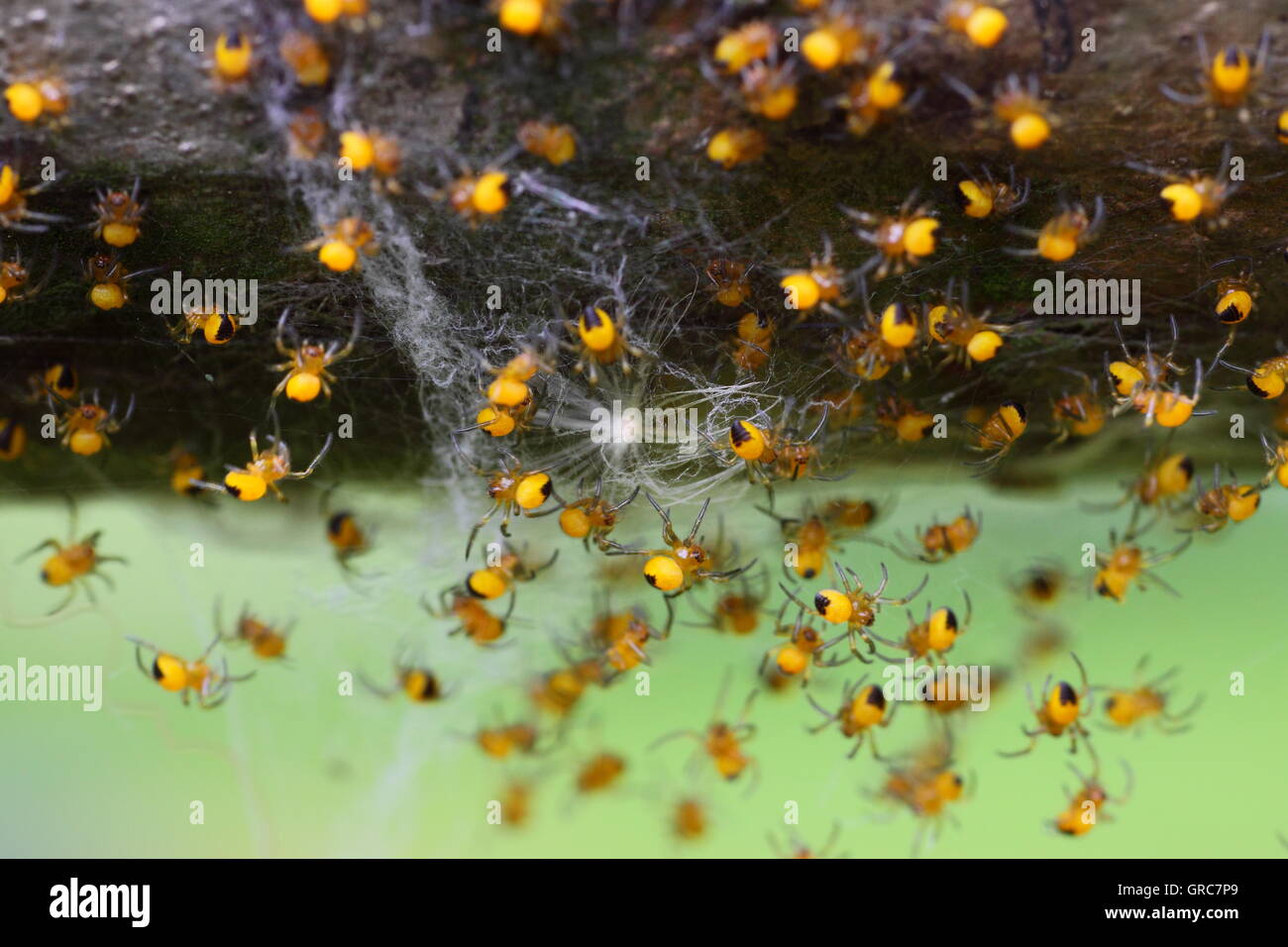 Young spiders hi-res stock photography and images - Alamy