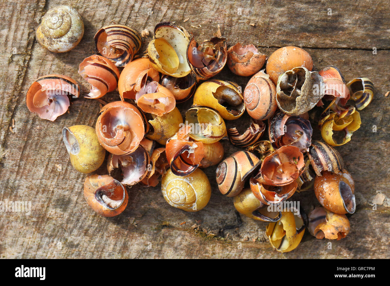 Banded snails hi-res stock photography and images - Alamy