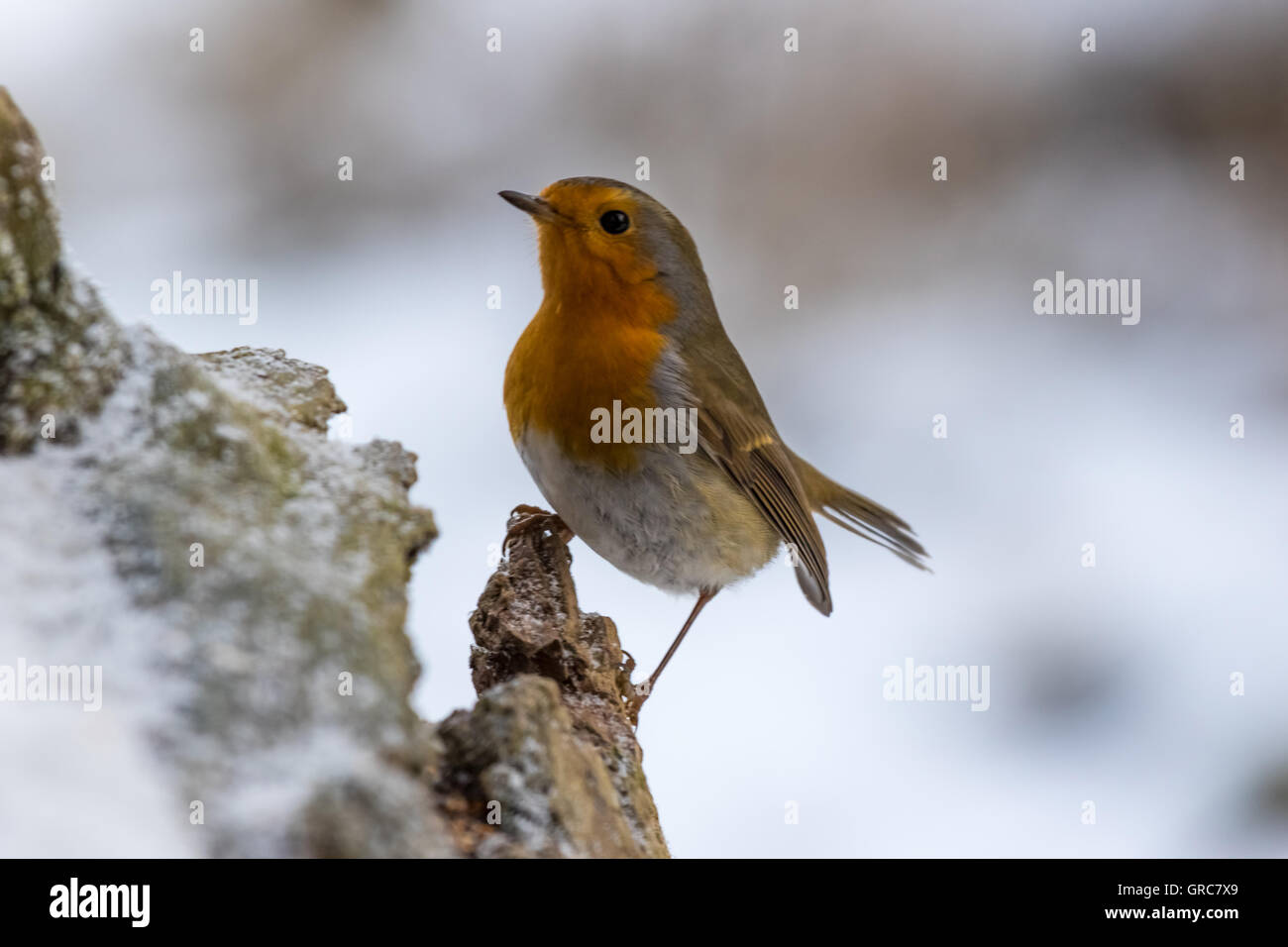 Chirping robin hi-res stock photography and images - Alamy