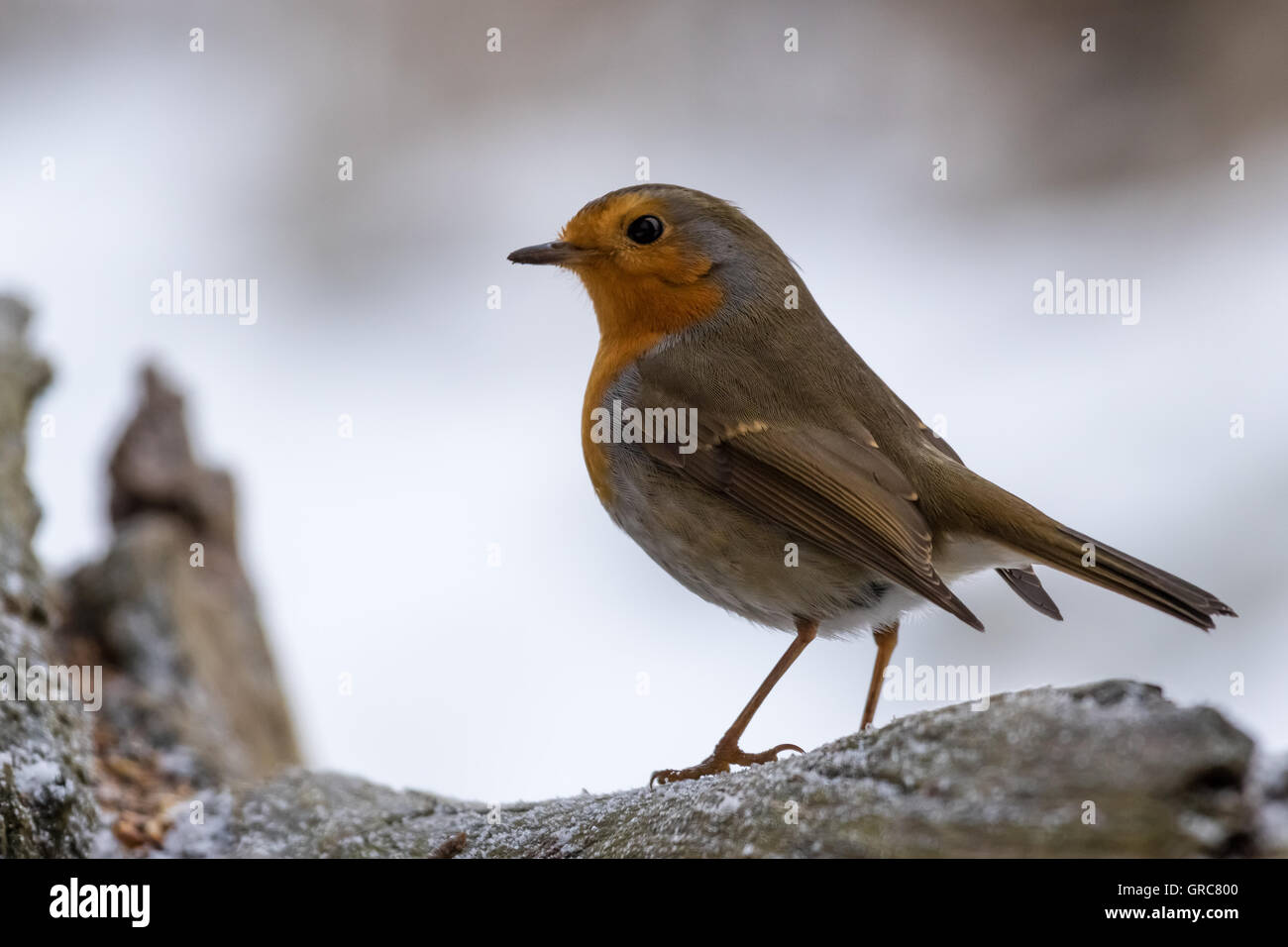 Chirping robin hi-res stock photography and images - Alamy