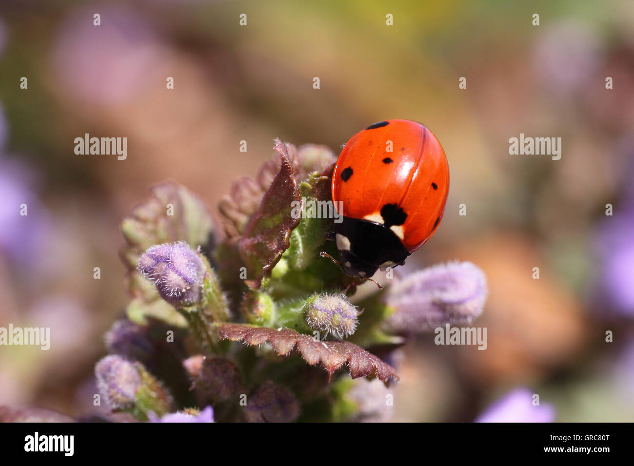 Seven point ladybug hi-res stock photography and images - Alamy