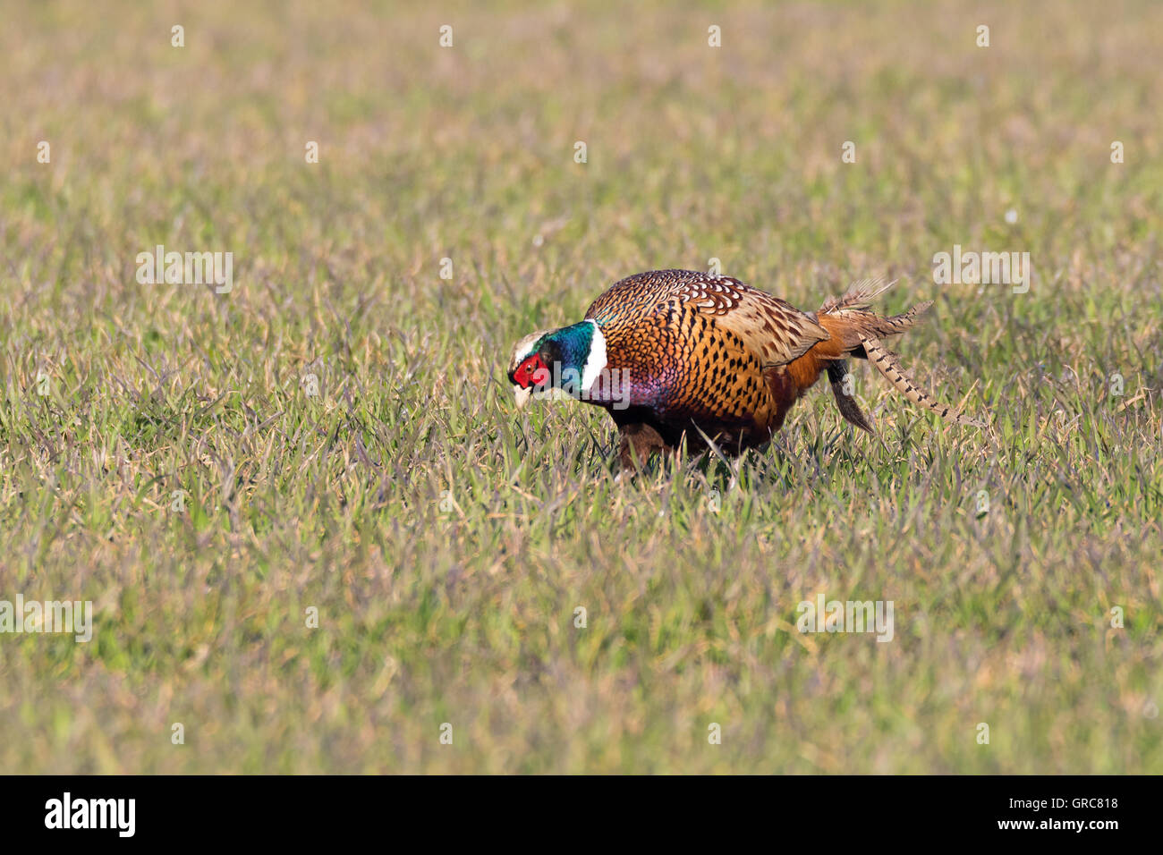 Pheasant In A Field Stock Photo - Alamy