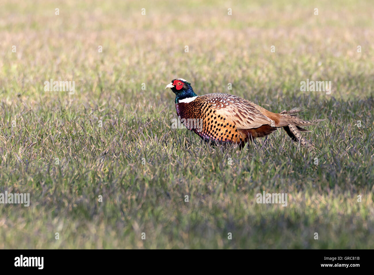 Pheasant In A Field Stock Photo - Alamy