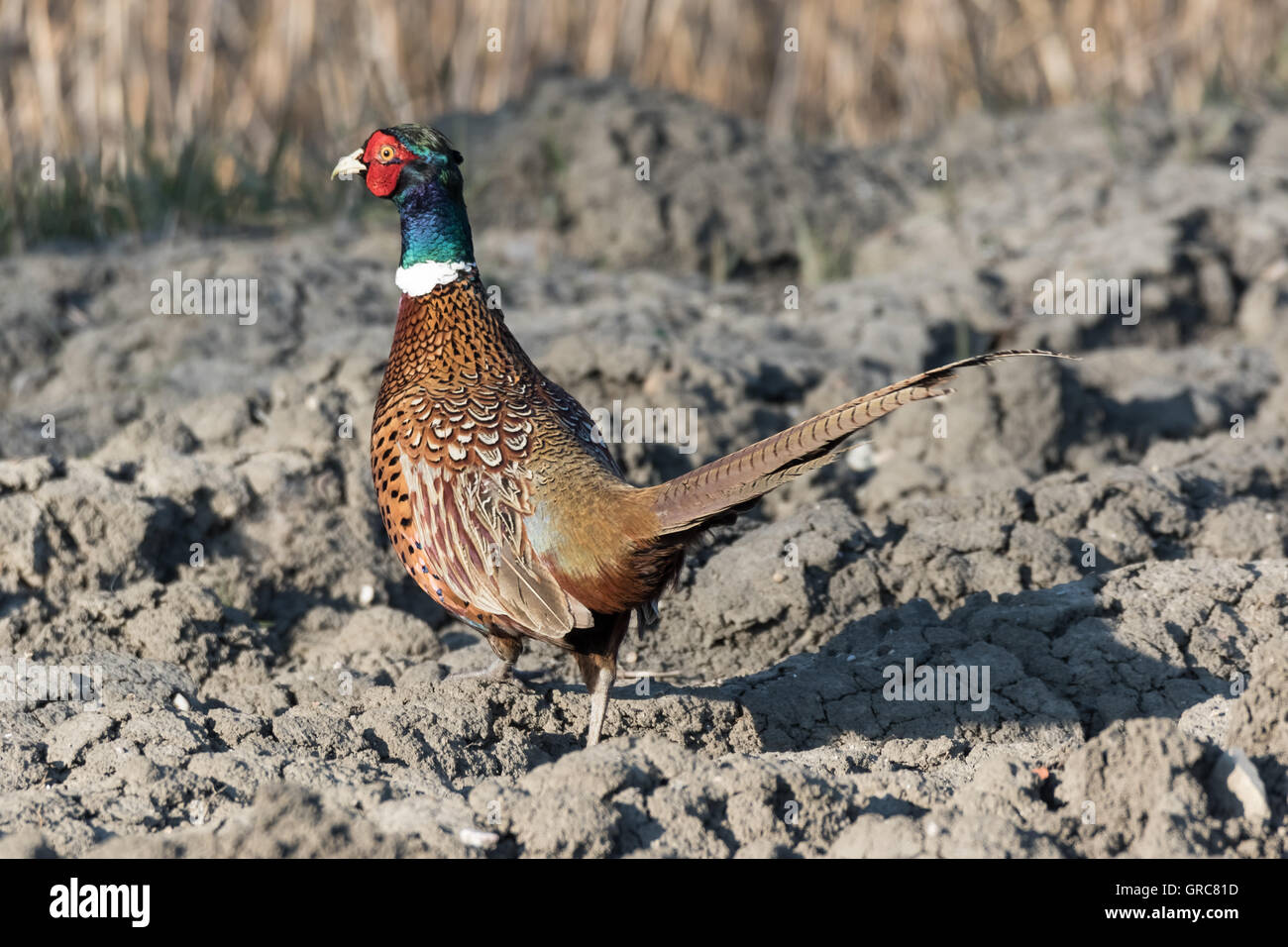 Pheasant In A Field Stock Photo - Alamy