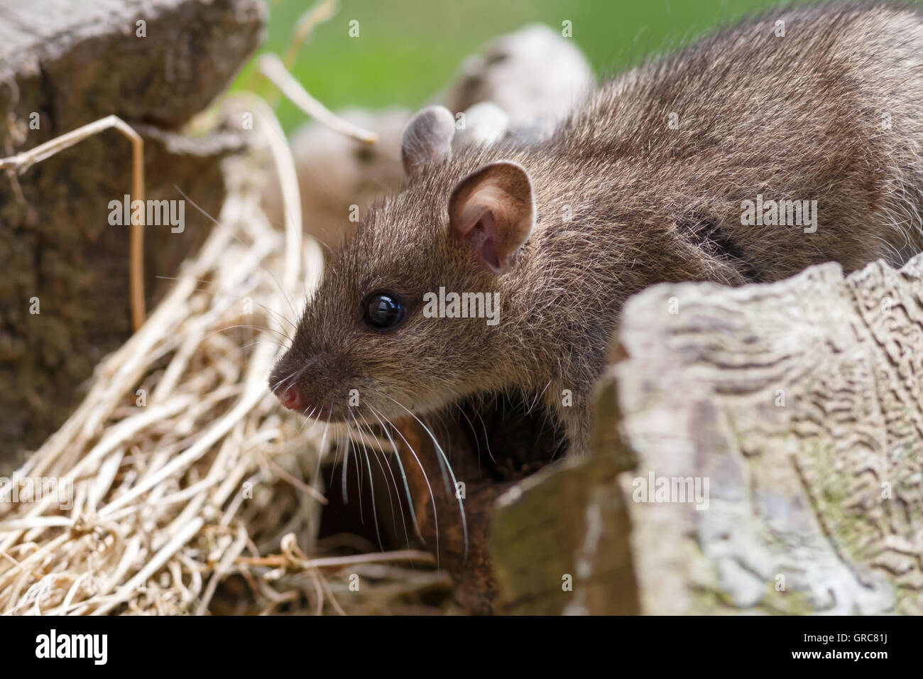 Mouse In Search Of Food Stock Photo - Alamy