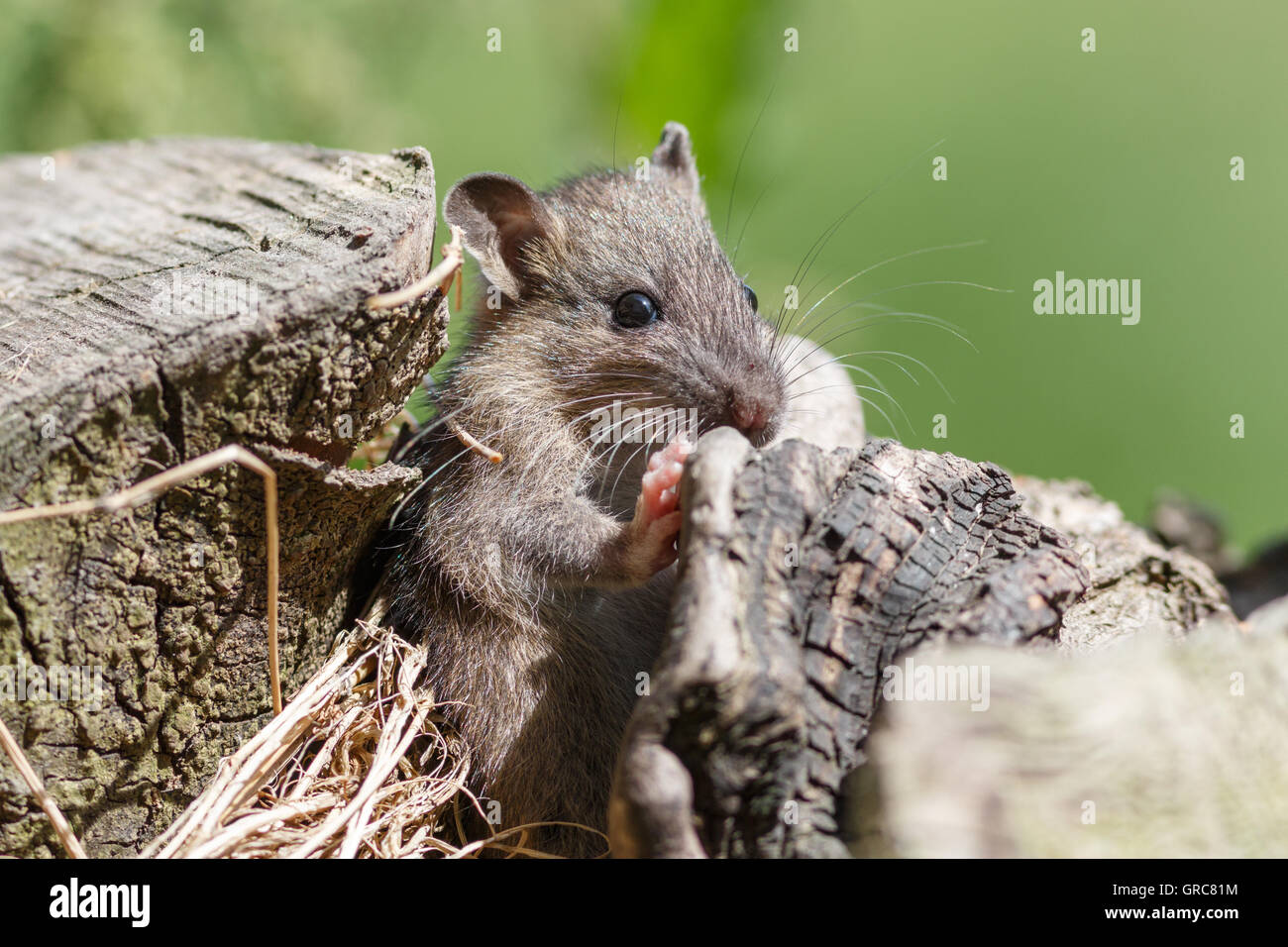 Mouse In Search Of Food Stock Photo - Alamy