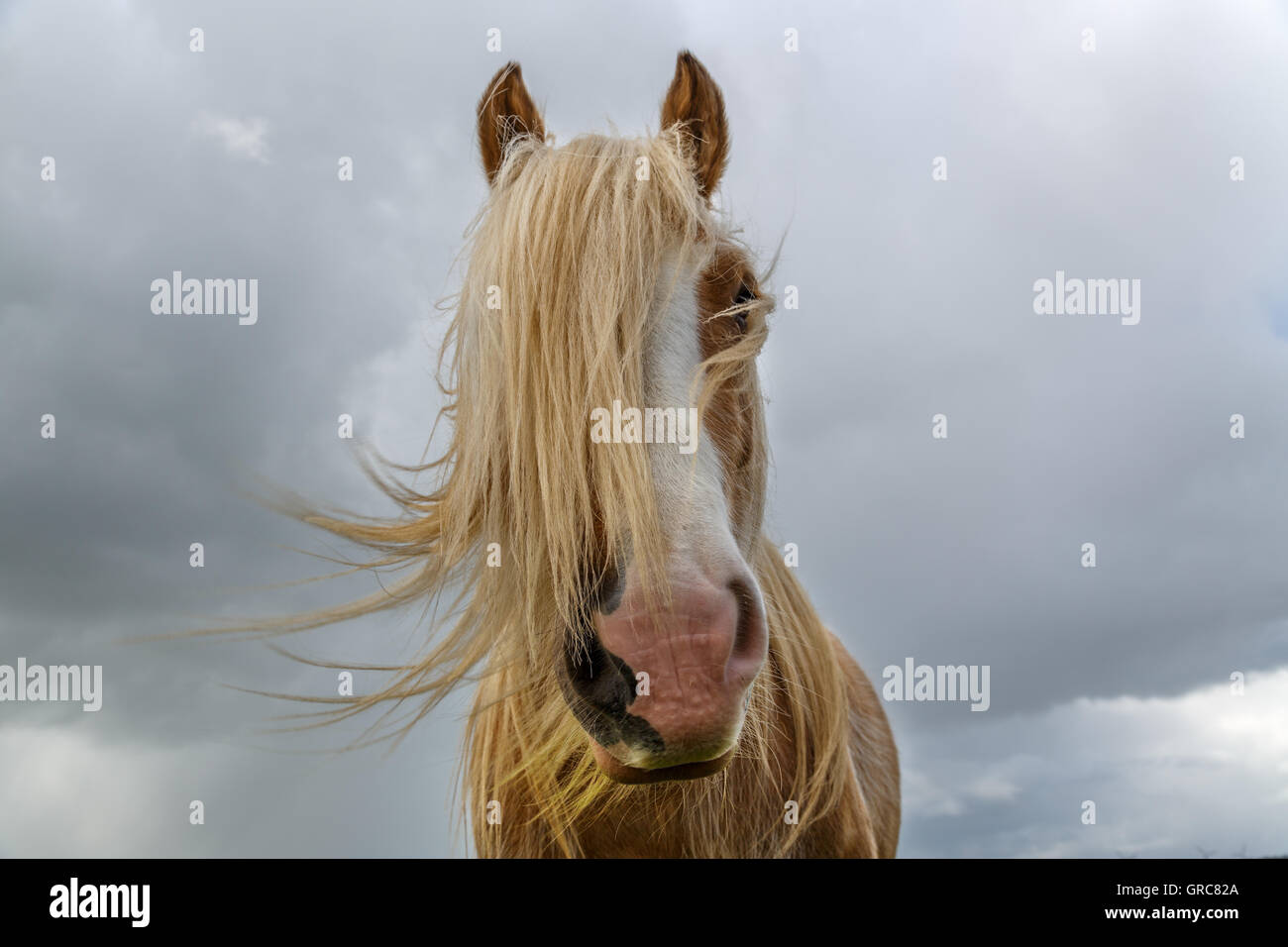 Irish Cop Portrait Stock Photo - Alamy