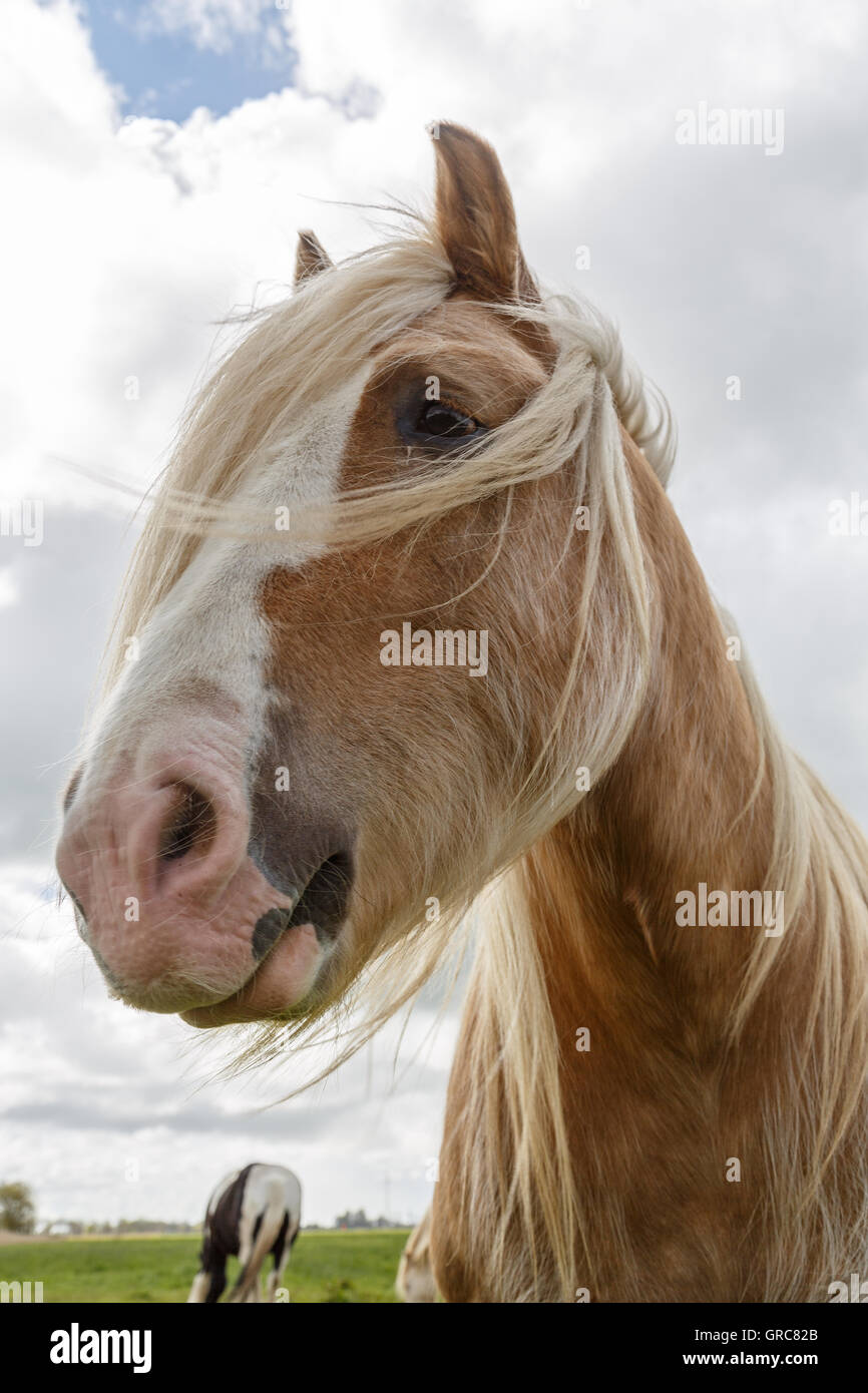 Irish Cop Portrait Stock Photo - Alamy