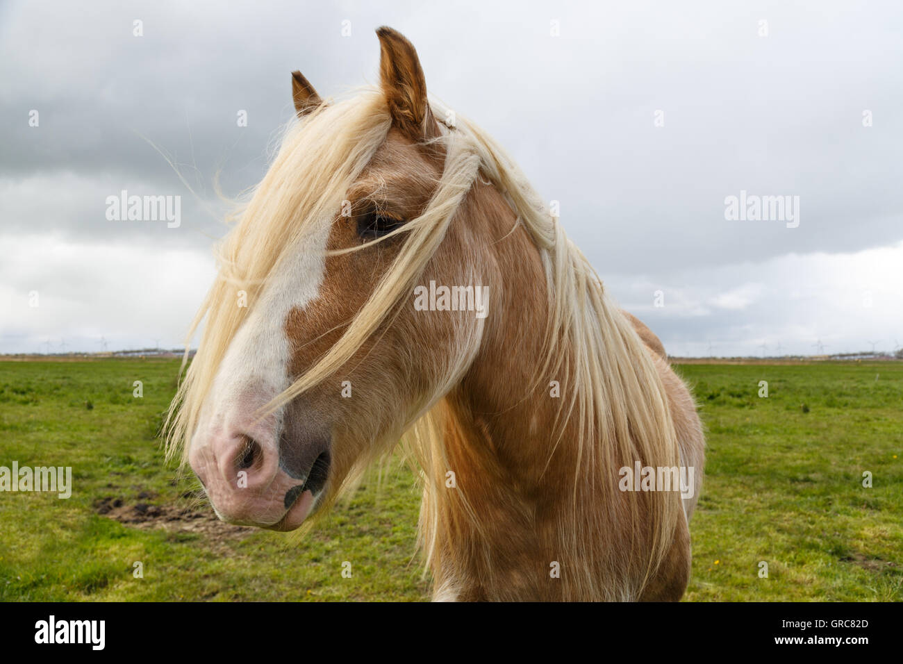 Irish Cop Portrait Stock Photo - Alamy