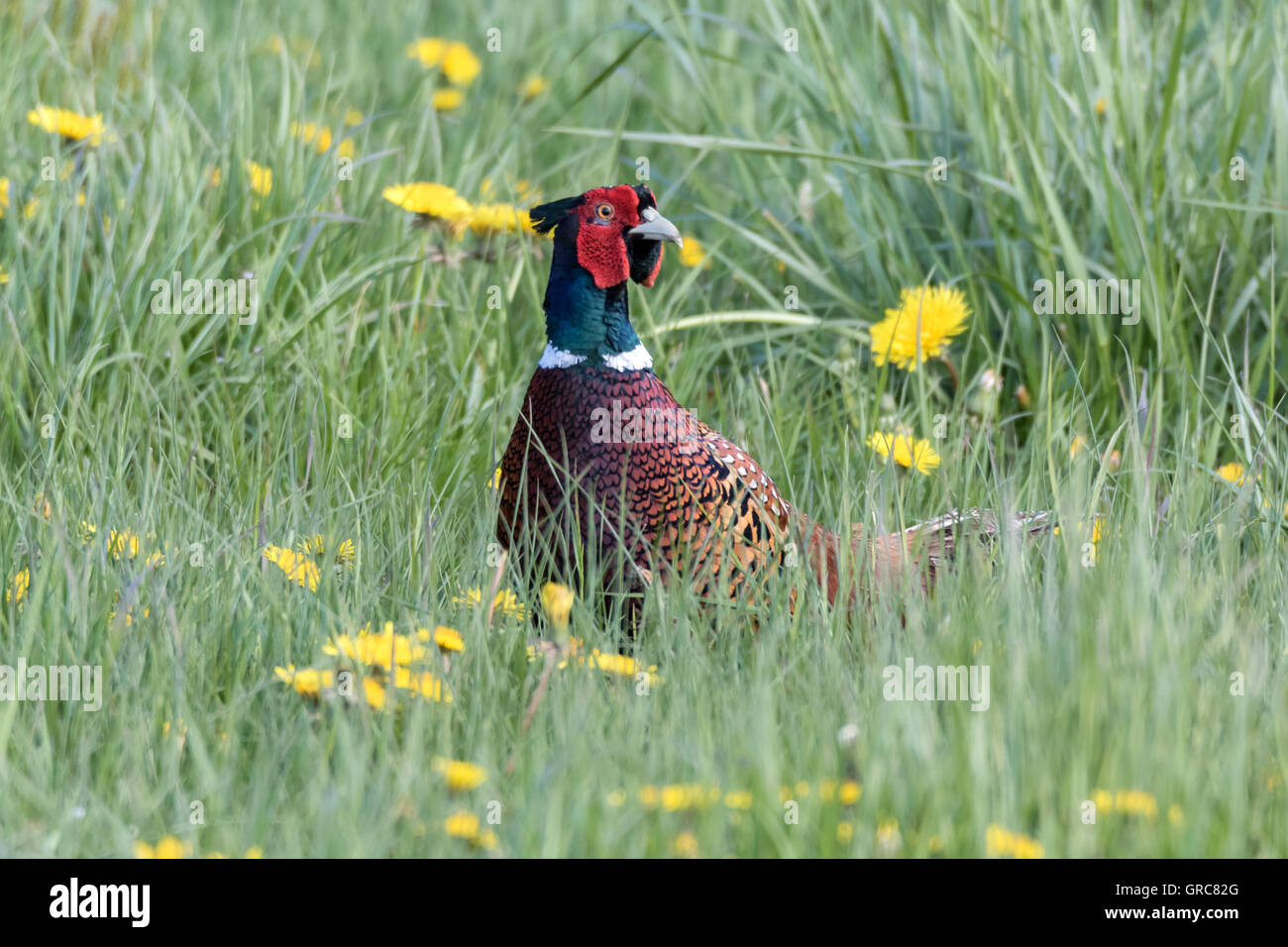 Bird and dandelion hi-res stock photography and images - Alamy
