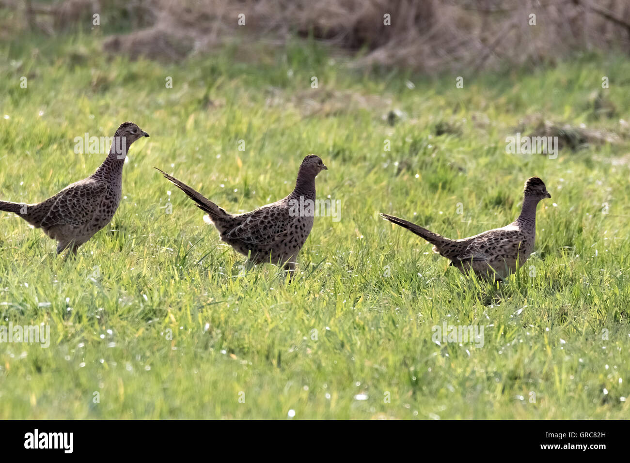Pheasant Hen On A Meadow Stock Photo - Alamy
