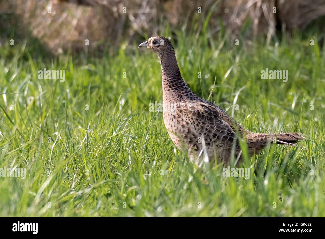 Pheasant Hen On A Meadow Stock Photo - Alamy
