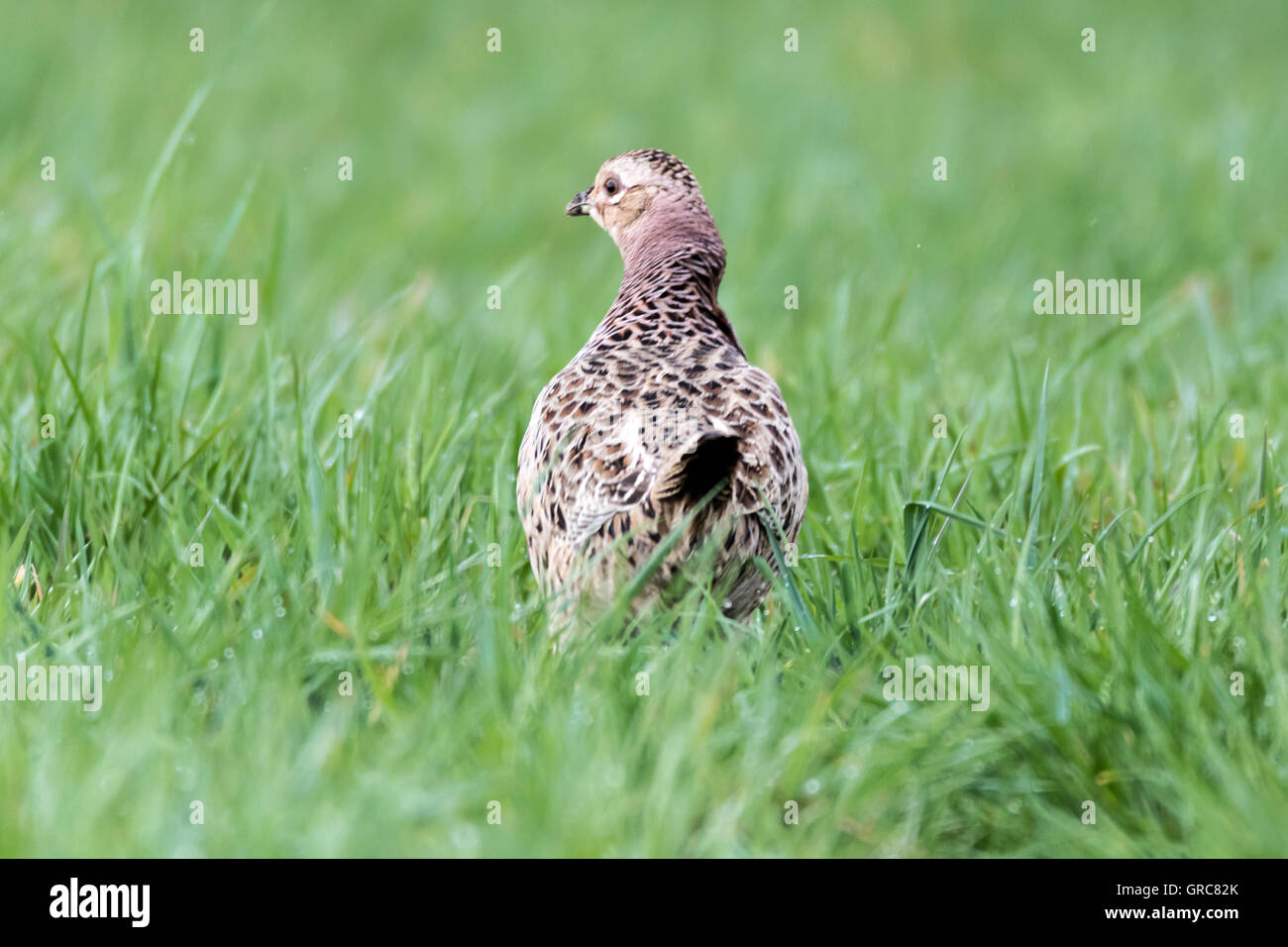 Pheasant hen on meadow hi-res stock photography and images - Alamy