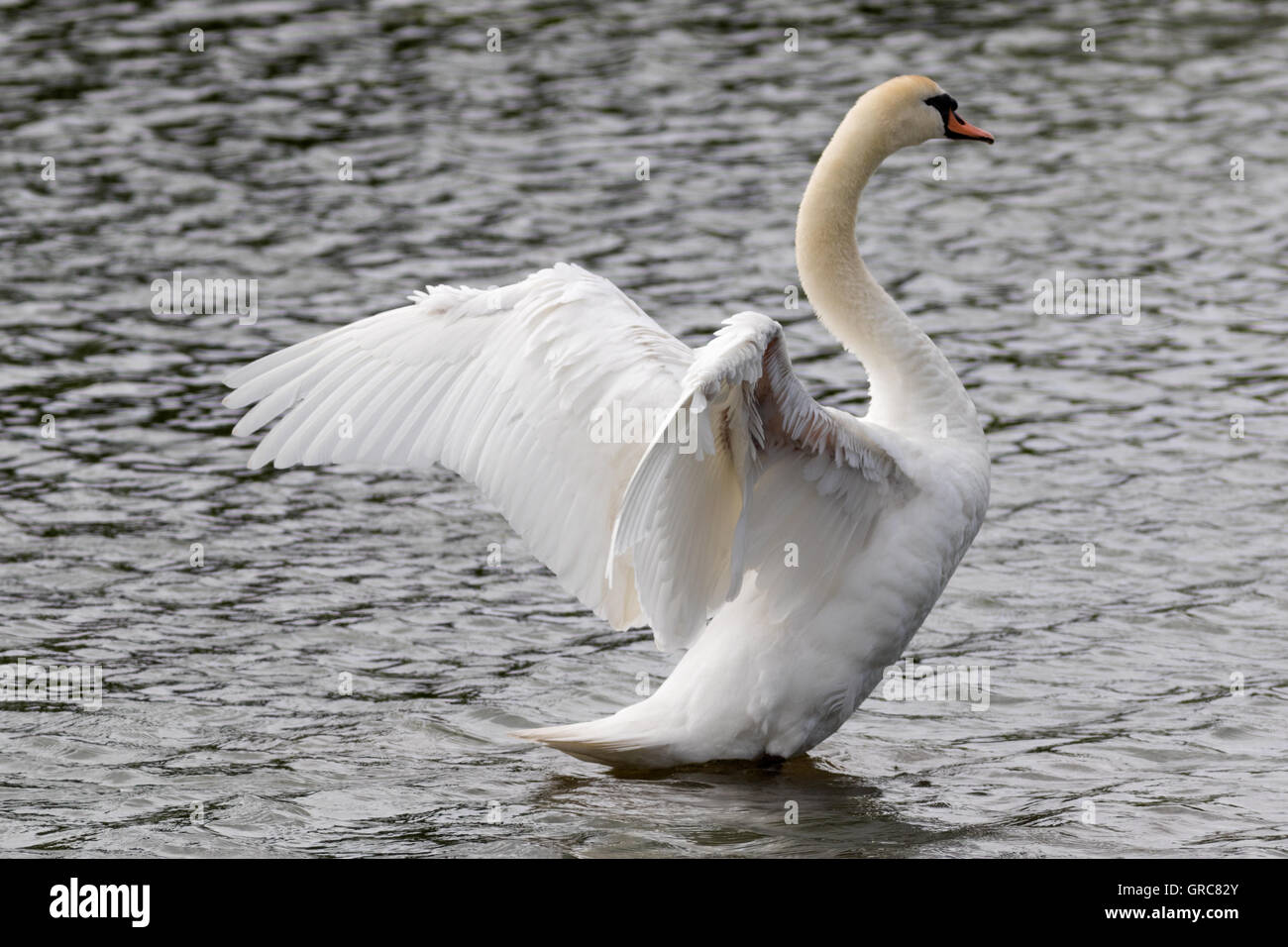 Outstretched wings hi-res stock photography and images - Alamy
