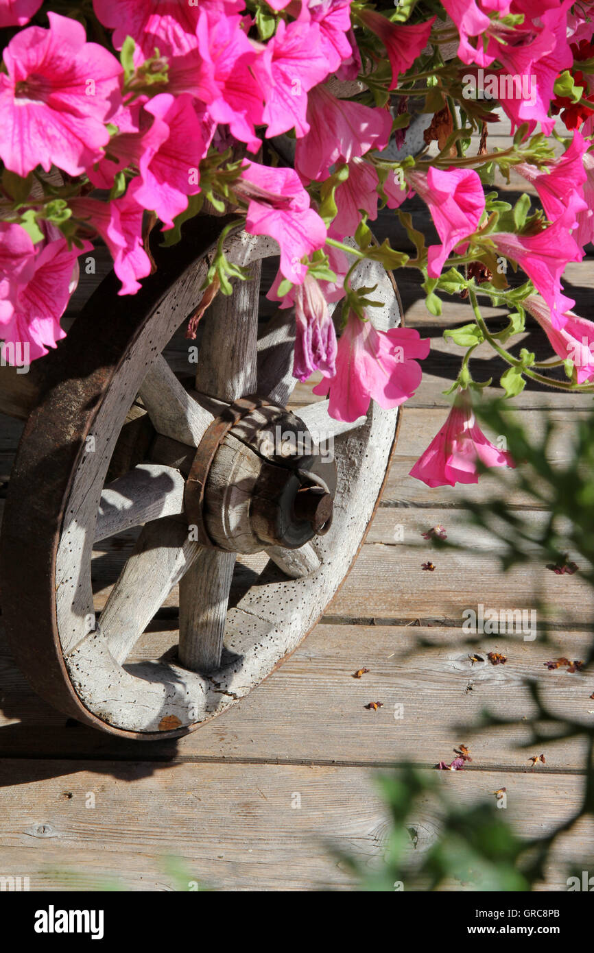 Rad flower hi-res stock photography and images - Alamy