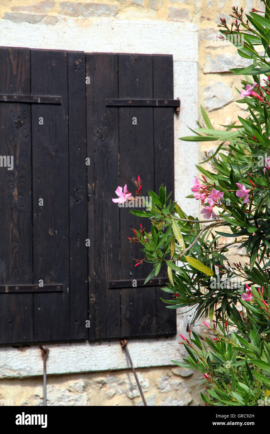 Croatian oleander hi-res stock photography and images - Alamy
