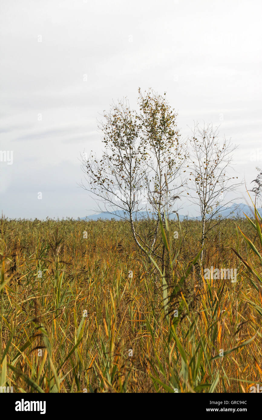 German reed hi-res stock photography and images - Alamy