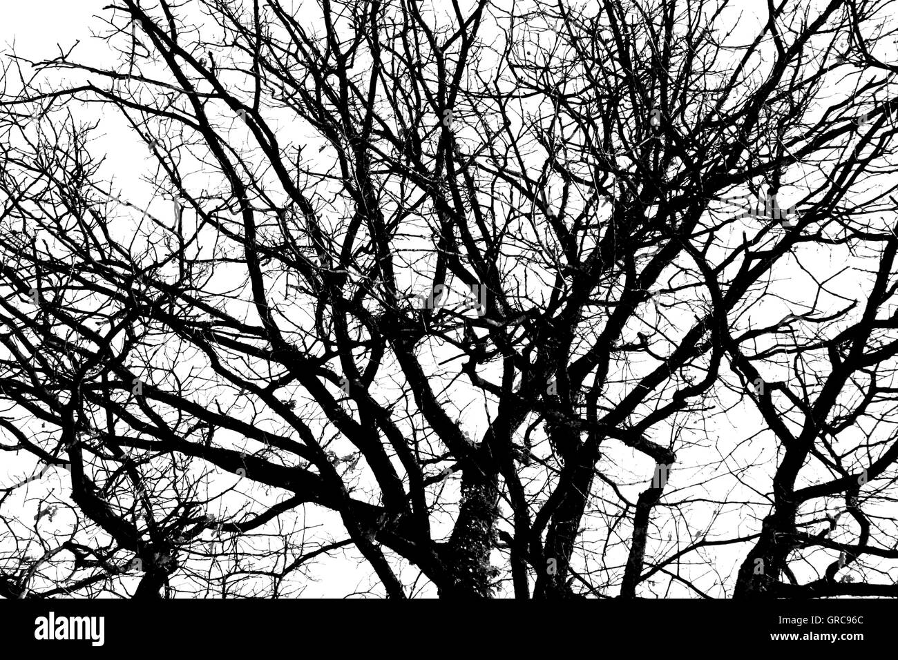 Leafless tree trunks hi-res stock photography and images - Alamy