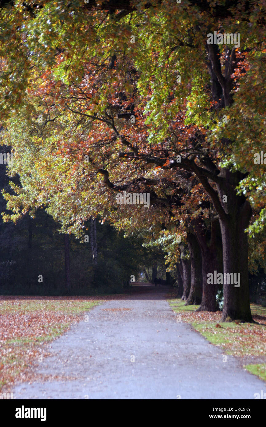 Tree alee hi-res stock photography and images - Alamy