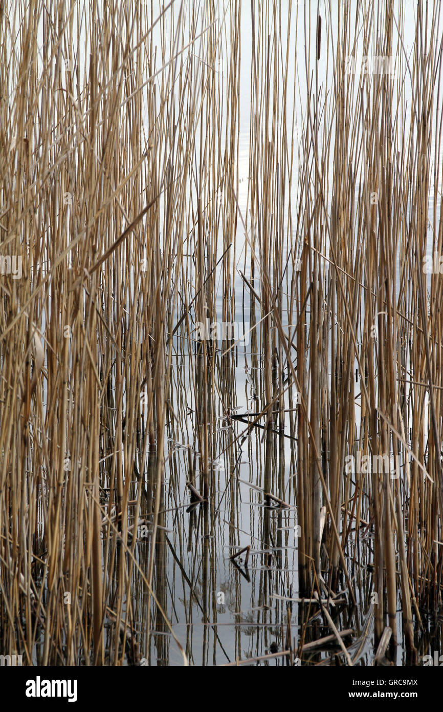 Reed picture hi-res stock photography and images - Alamy