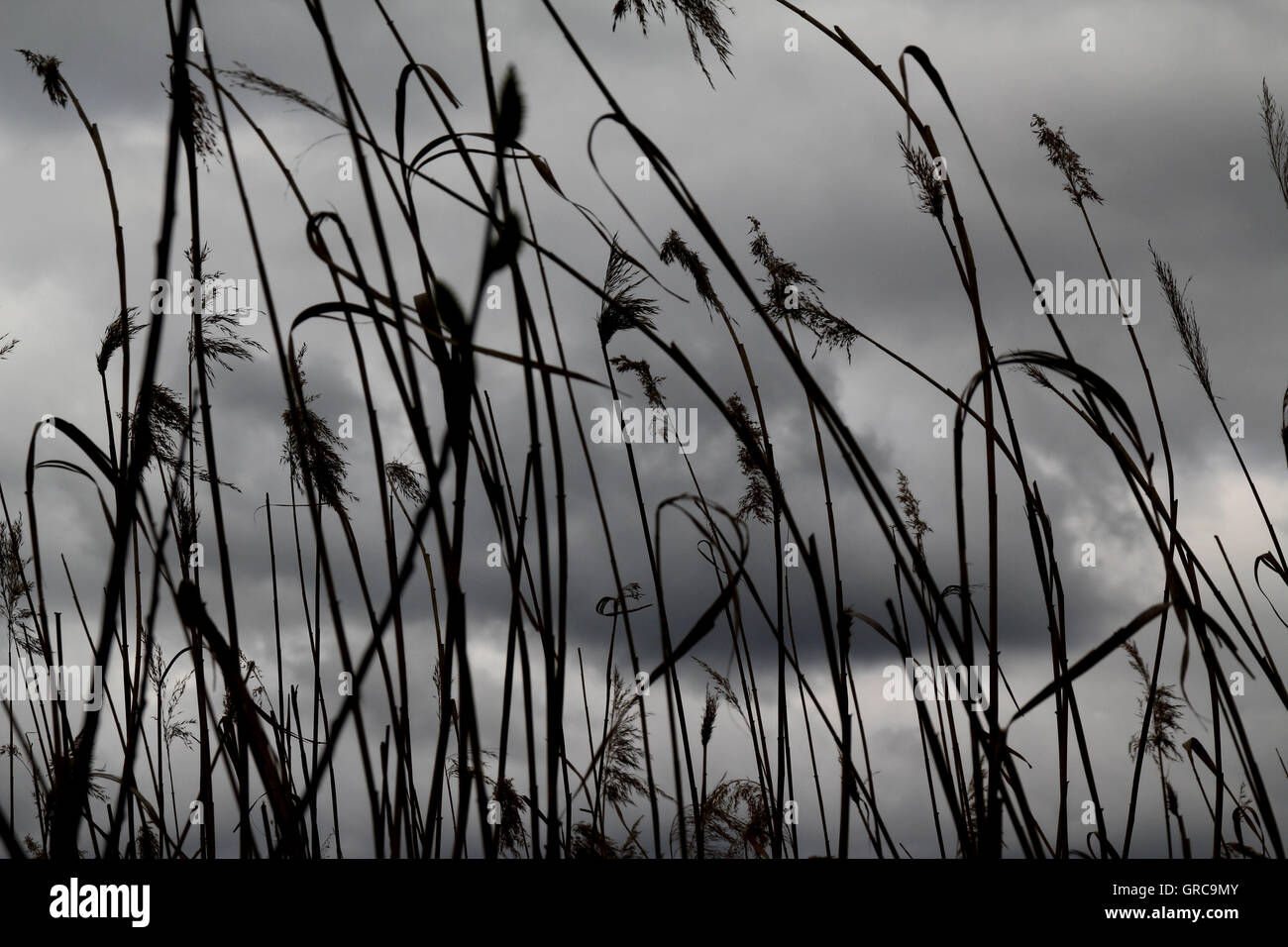 Reed picture hi-res stock photography and images - Alamy